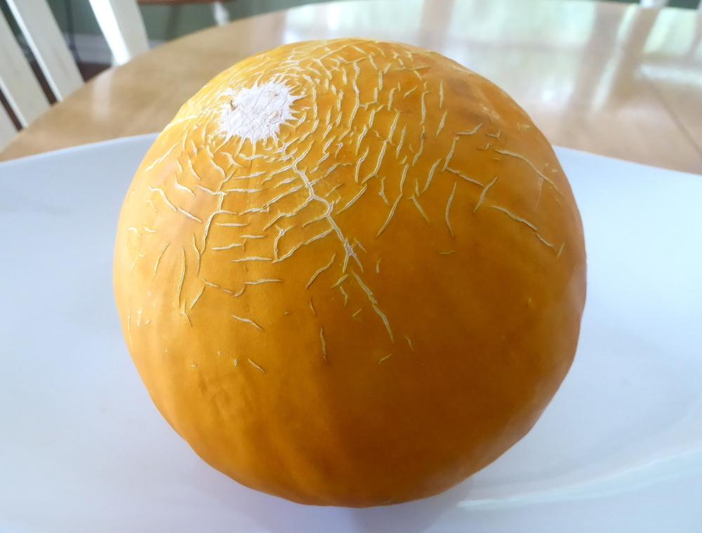 Photo of the fruit of Honeydew Melon (Cucumis melo var. inodorus 'Honey ...