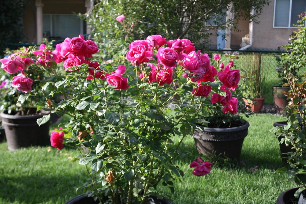 Photo of the entire plant of Rose (Rosa 'Grande Dame') posted by ...