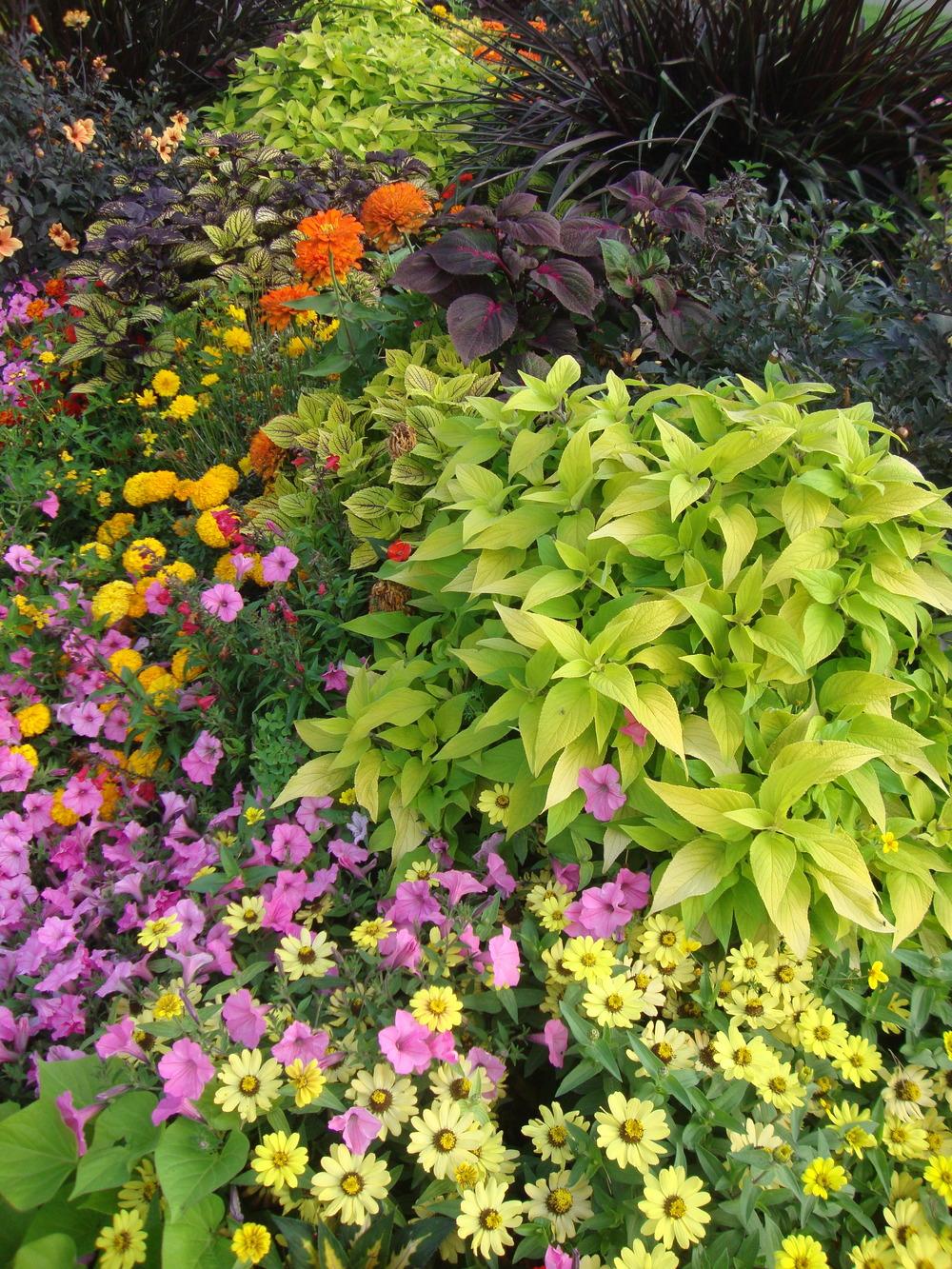 Viewing a Plant Combination by Paul2032 - Garden.org