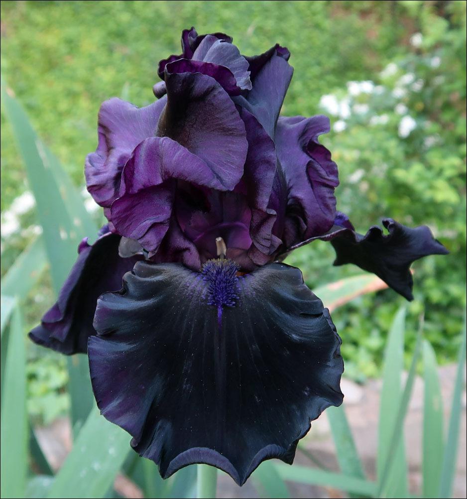 Tall Bearded Iris (Iris 'Yosemite Nights') in the Irises Database ...