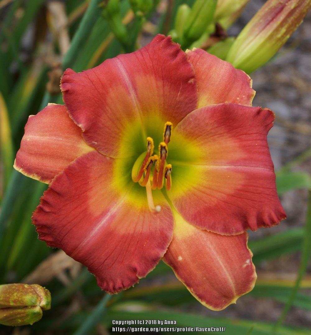 Photo of the bloom of Daylily (Hemerocallis 'Message of Love') posted ...