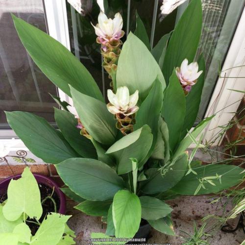 Siam Tulip (Curcuma Siam™ Sparkling) - Garden.org