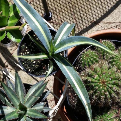 Sisal (Agave sisalana 'Variegata') in the Agaves Database - Garden.org