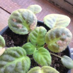 African violet problems in the Ask a Question forum - Garden.org