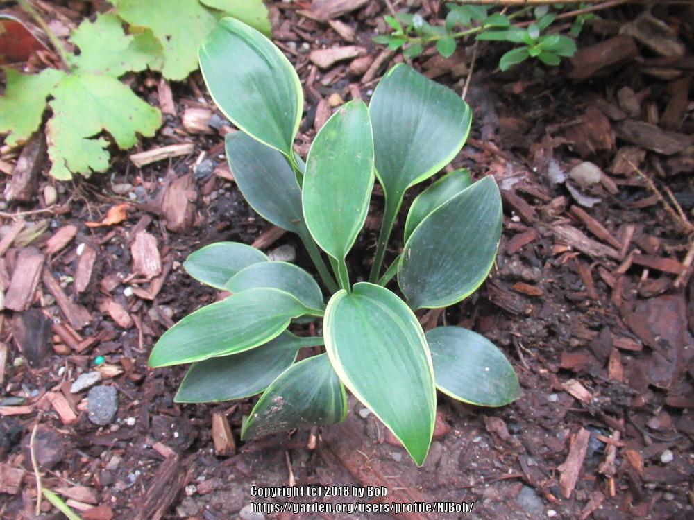 Hosta 'Francee' in the Hostas Database - Garden.org