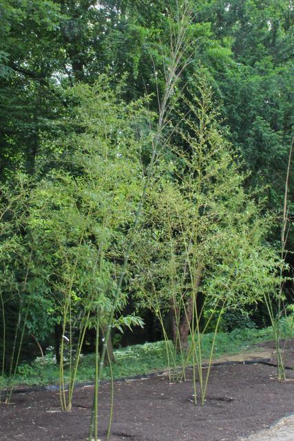 Running Bamboo (Phyllostachys parvifolia) - Garden.org