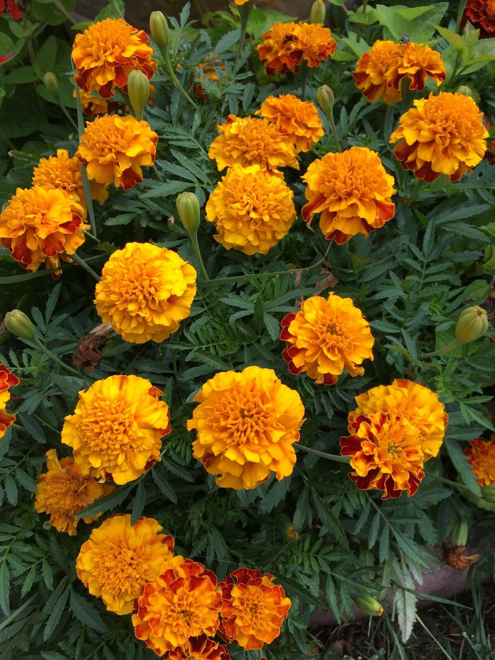 French Marigold (Tagetes erecta 'Safari Mix') - Garden.org