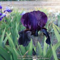 Tall Bearded Iris (Iris 'Sable Night') in the Irises Database - Garden.org