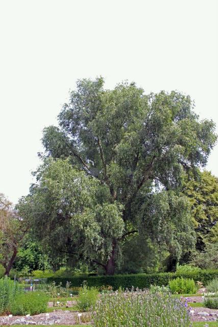 Chinese Poplar (Populus simonii 'Fastigiata') - Garden.org