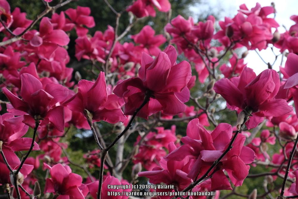 Photo of the bloom of Ruby Magnolia (Magnolia 'Vulcan') posted by ...