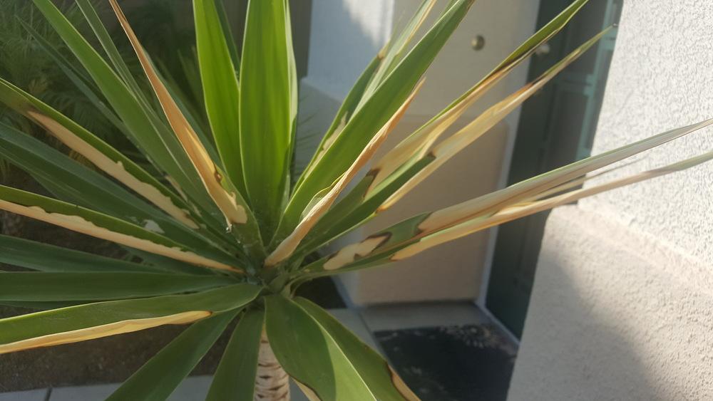 Yucca problems... all of a sudden in the Ask a Question forum - Garden.org