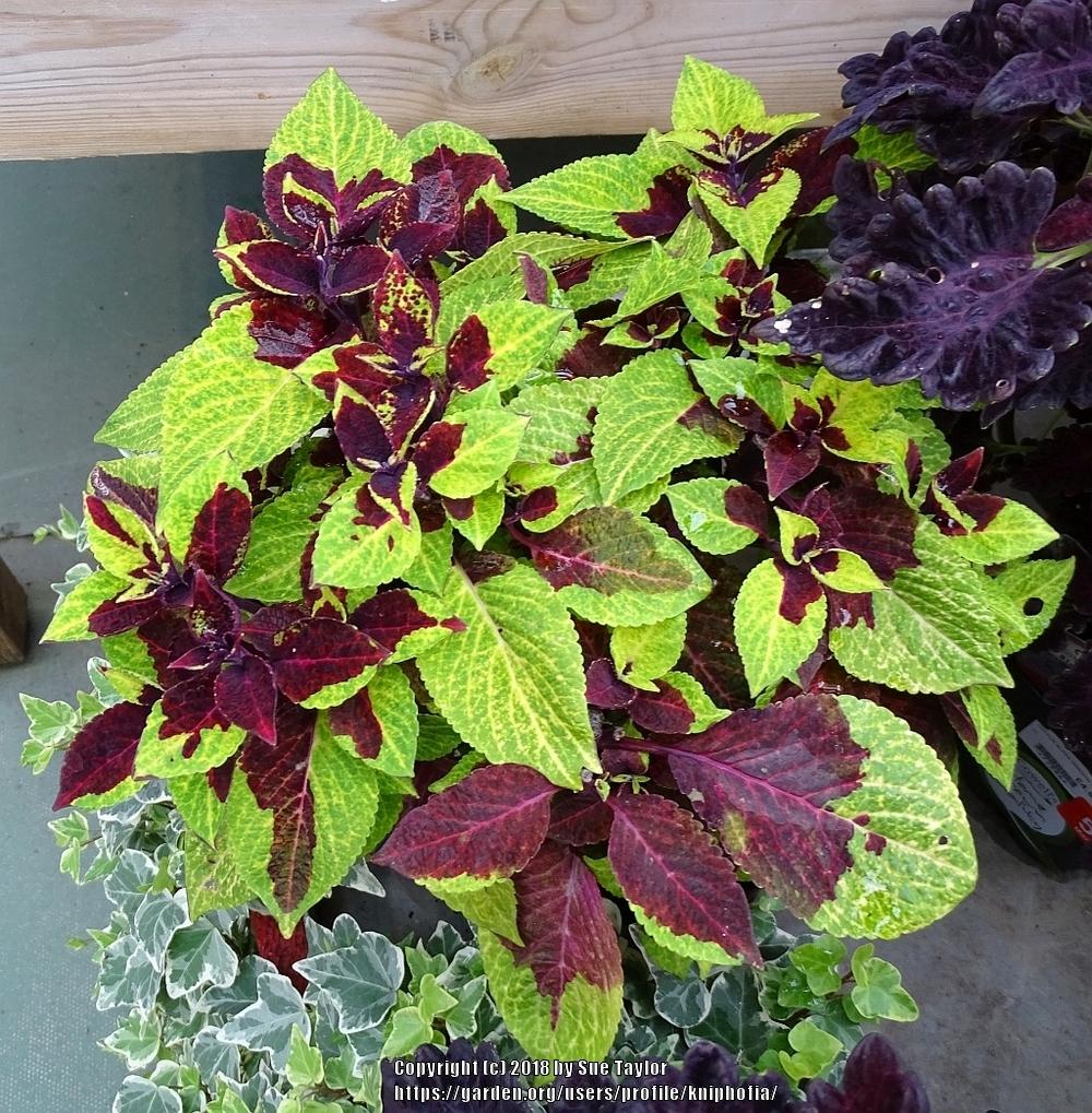 Photo of the entire plant of Coleus (Coleus scutellarioides Premium Sun ...