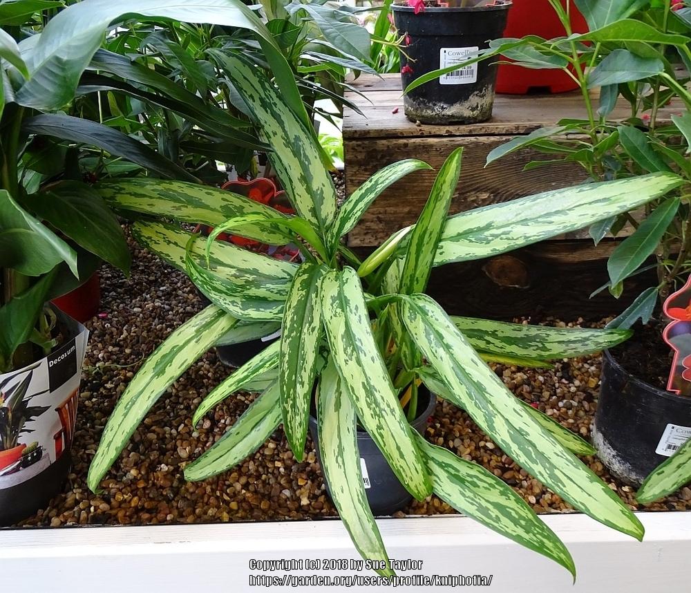 Aglaonemas: Plant Care and Collection of Varieties - Garden.org