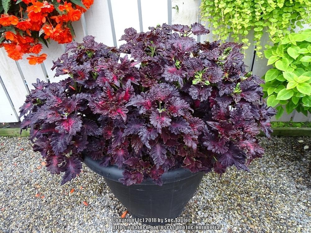 Coleus: Plant Care and Collection of Varieties - Garden.org
