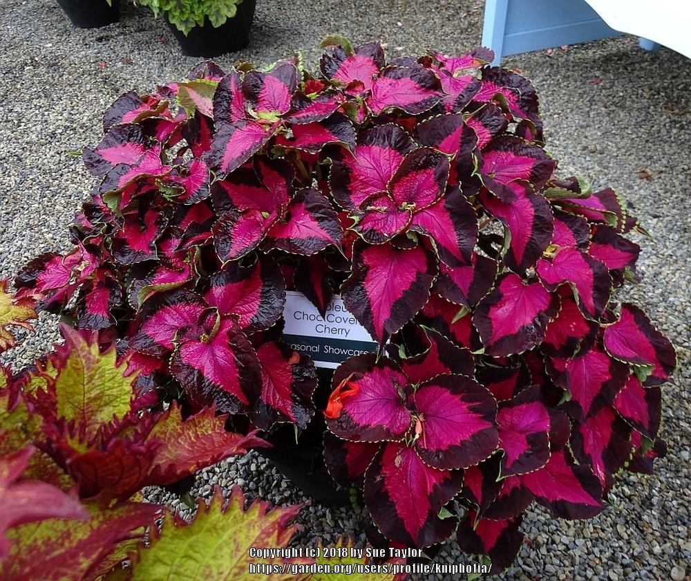 Coleus: Plant Care and Collection of Varieties - Garden.org