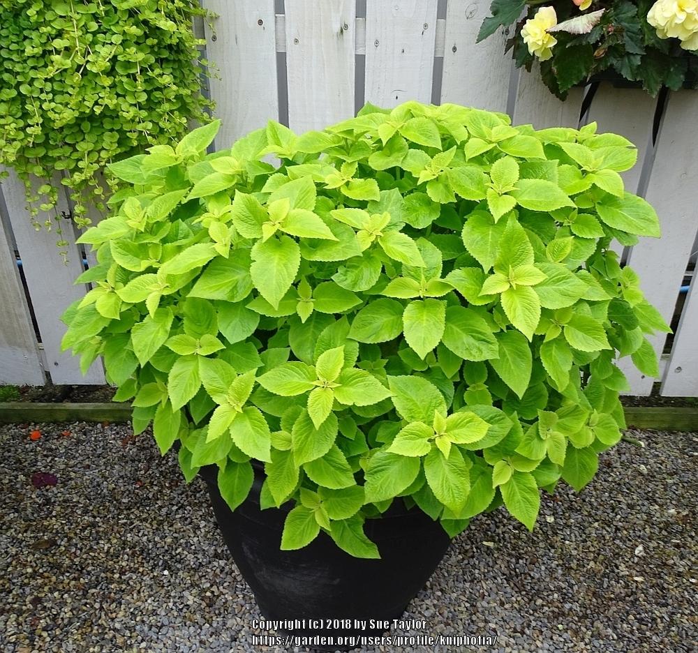 Coleus (Coleus scutellarioides Premium Sun® Lime Delight) in the Coleus ...
