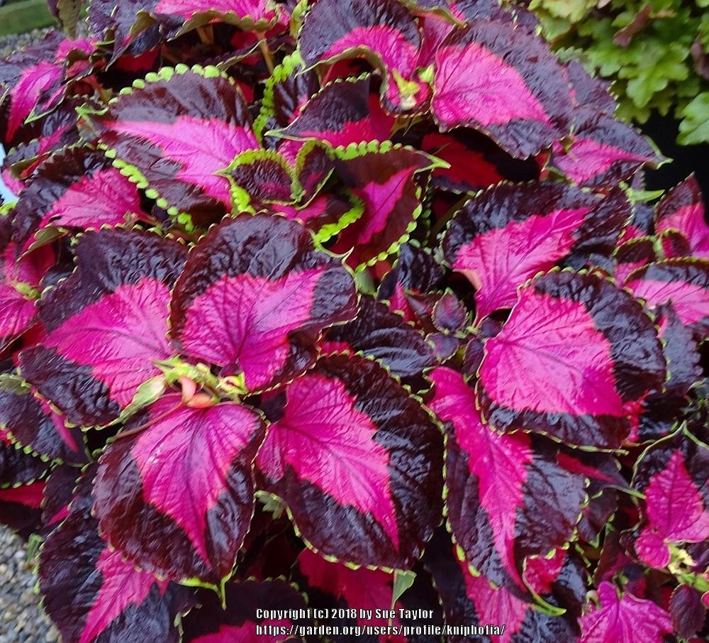 Coleus: Plant Care and Collection of Varieties - Garden.org