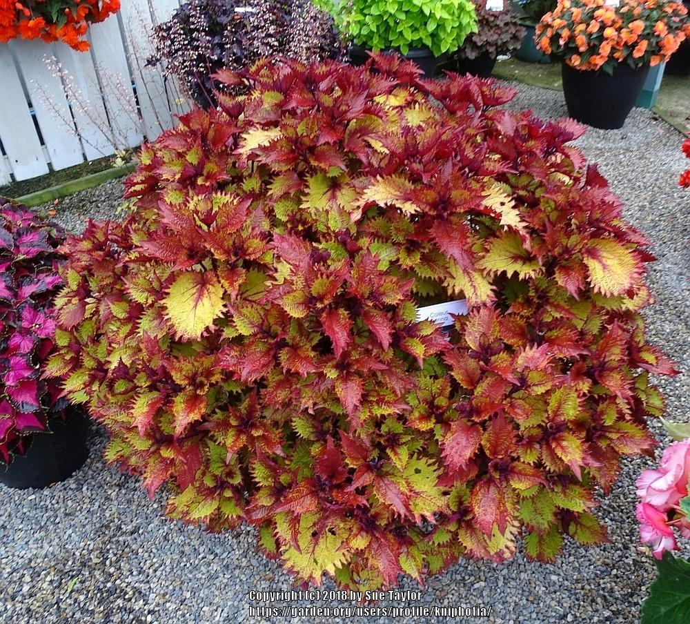 Coleus: Plant Care and Collection of Varieties - Garden.org