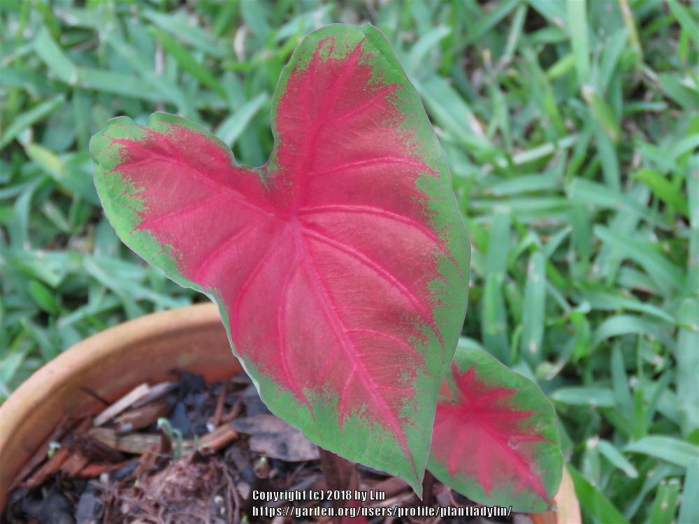 Fancy-leaf Caladium (Caladium 'Buck') in the Caladiums Database ...