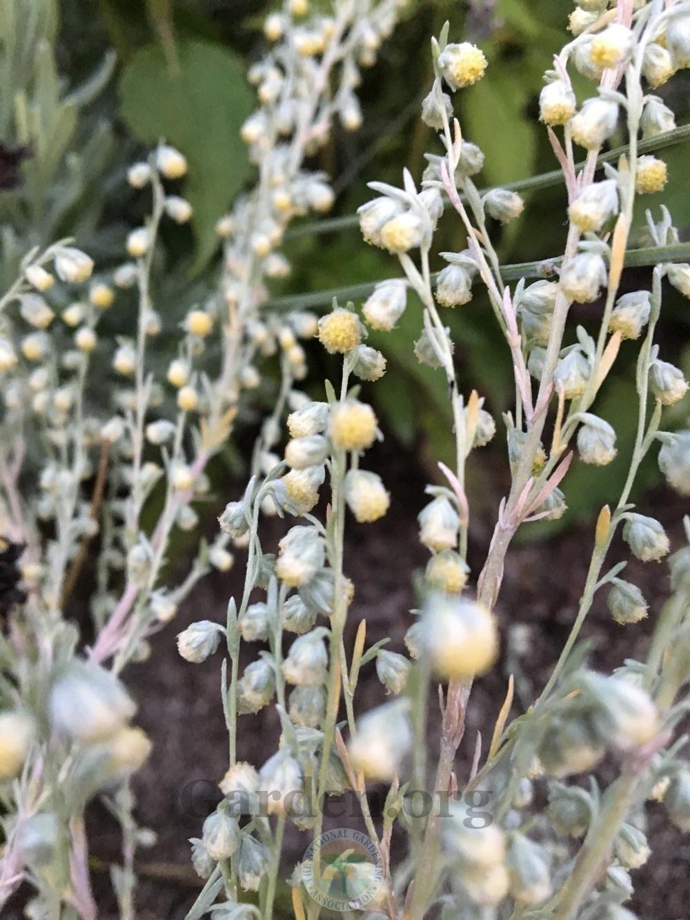 Fringed Sagebrush (Artemisia frigida) - Garden.org