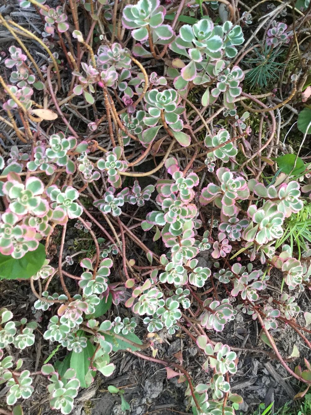 Sedums: Plant Care and Collection of Varieties - Garden.org