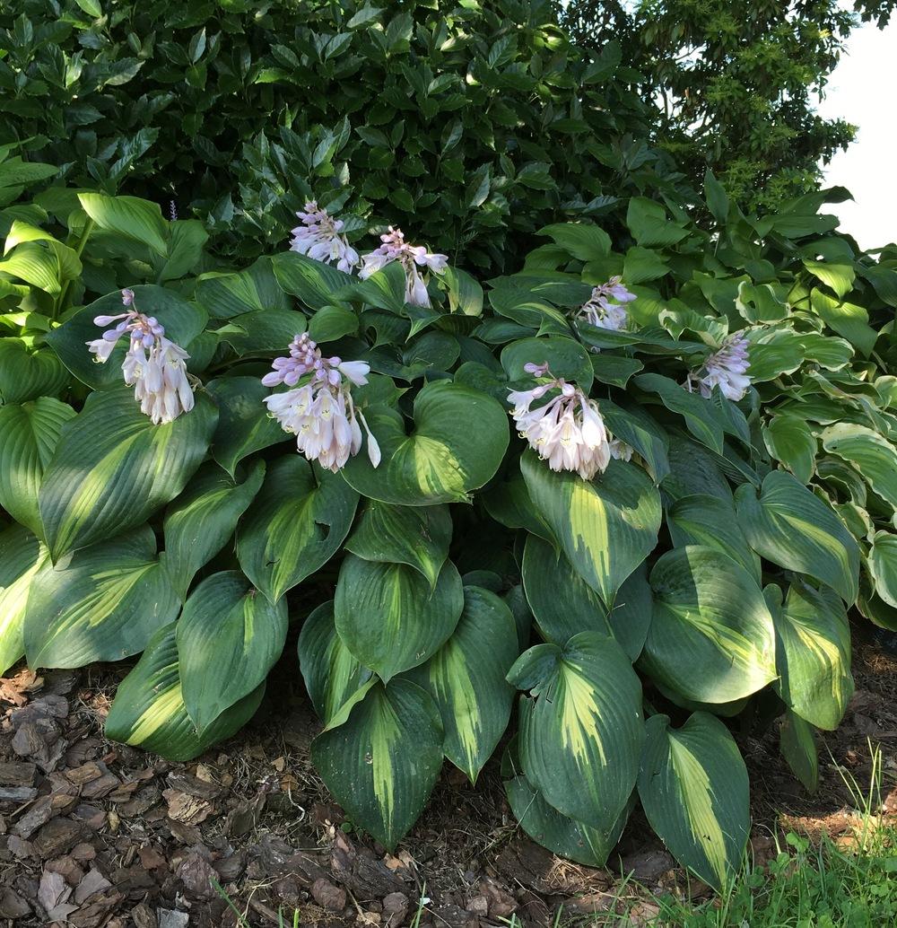 Photo of the entire plant of Hosta 'Touch of Class' posted by csandt ...