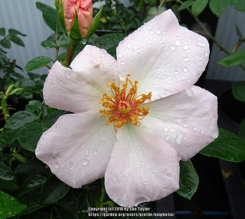 Rose (Rosa 'The Simple Life') in the Roses Database - Garden.org