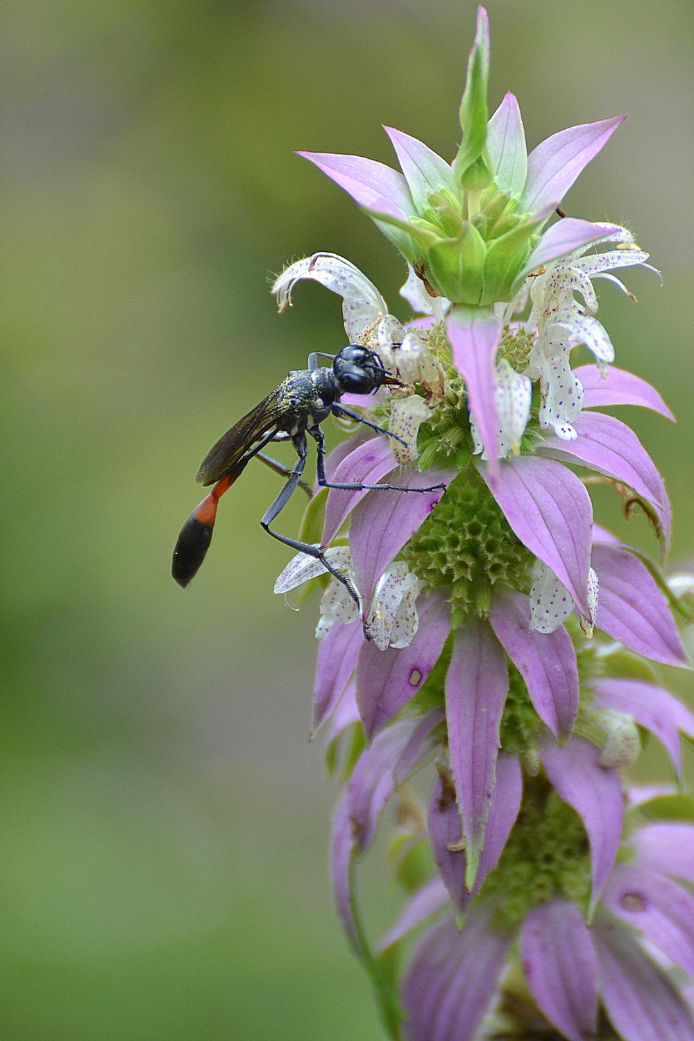 Bee Balms: Plant Care and Collection of Varieties - Garden.org