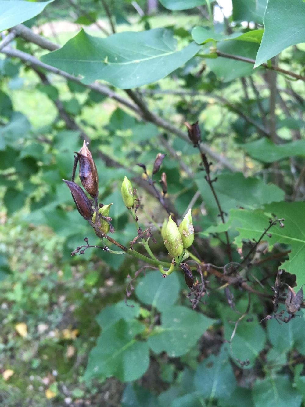 Unknown bush in the Plant ID forum - Garden.org