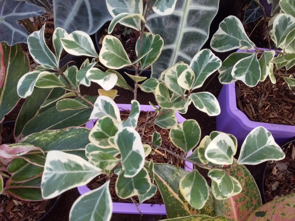 Triangle Fig (Ficus natalensis) - Garden.org