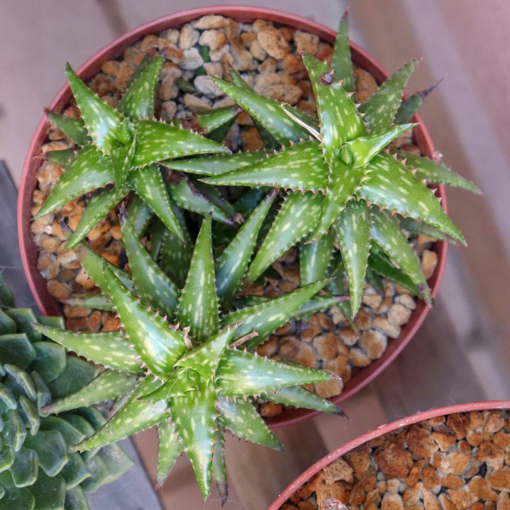 Aloes: Plant Care and Collection of Varieties - Garden.org