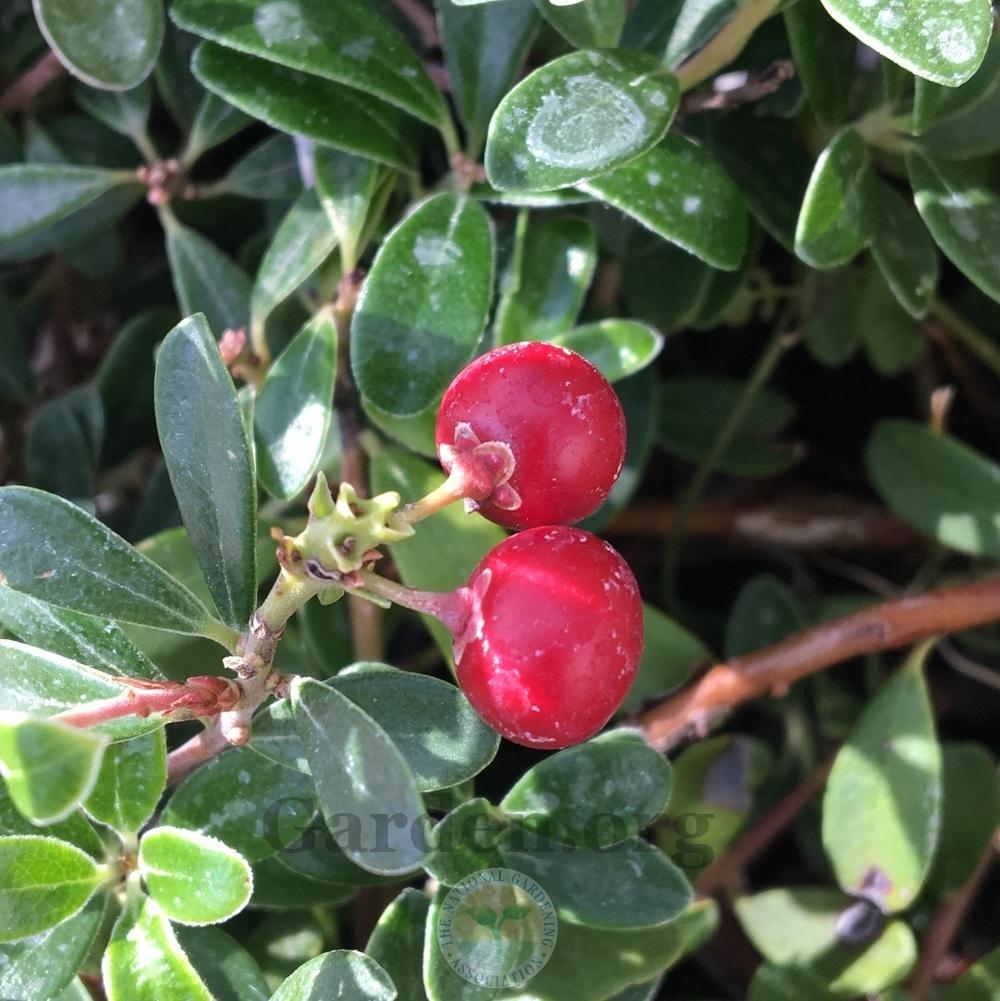 Bearberry (Arctostaphylos uva-ursi 'Massachusetts') - Garden.org