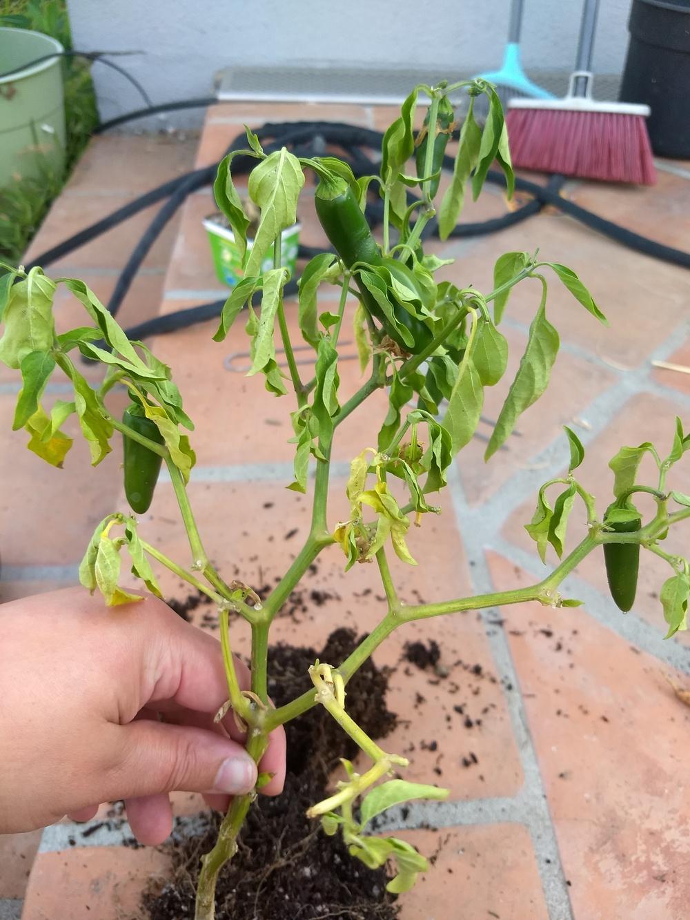 Pepper plant root rot? in the Ask a Question forum - Garden.org