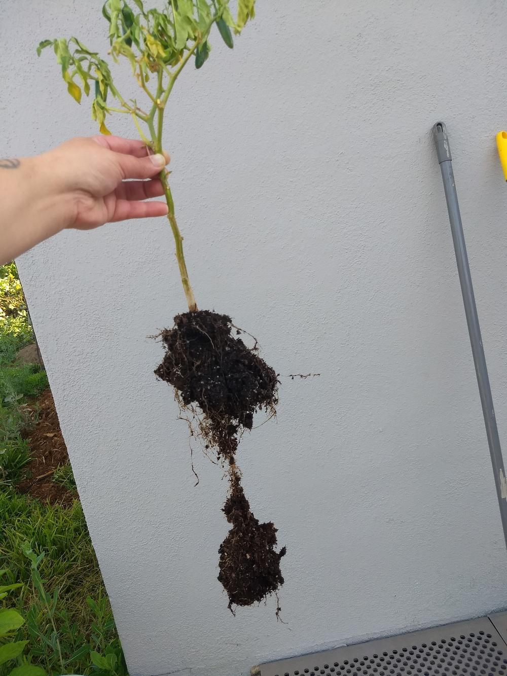 Pepper plant root rot? in the Ask a Question forum - Garden.org