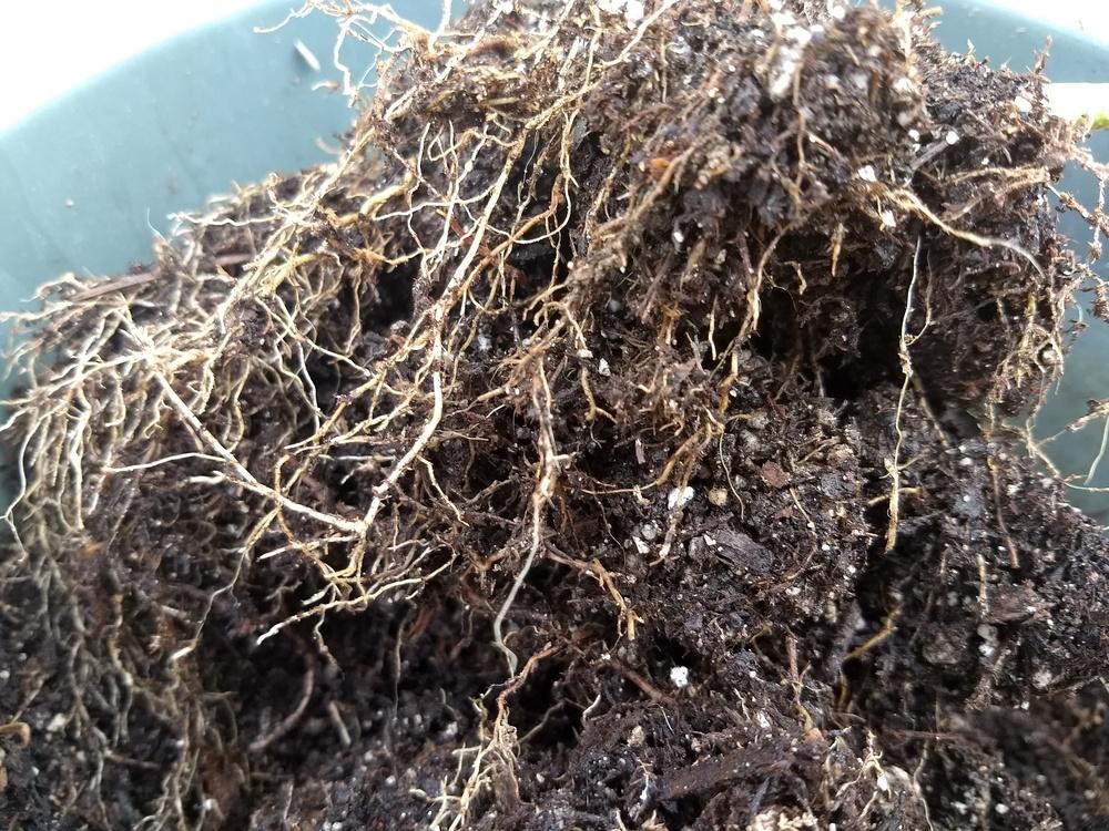 Pepper plant root rot? in the Ask a Question forum - Garden.org