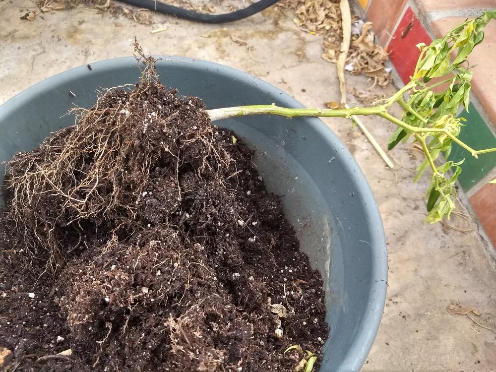 Pepper plant root rot? in the Ask a Question forum - Garden.org