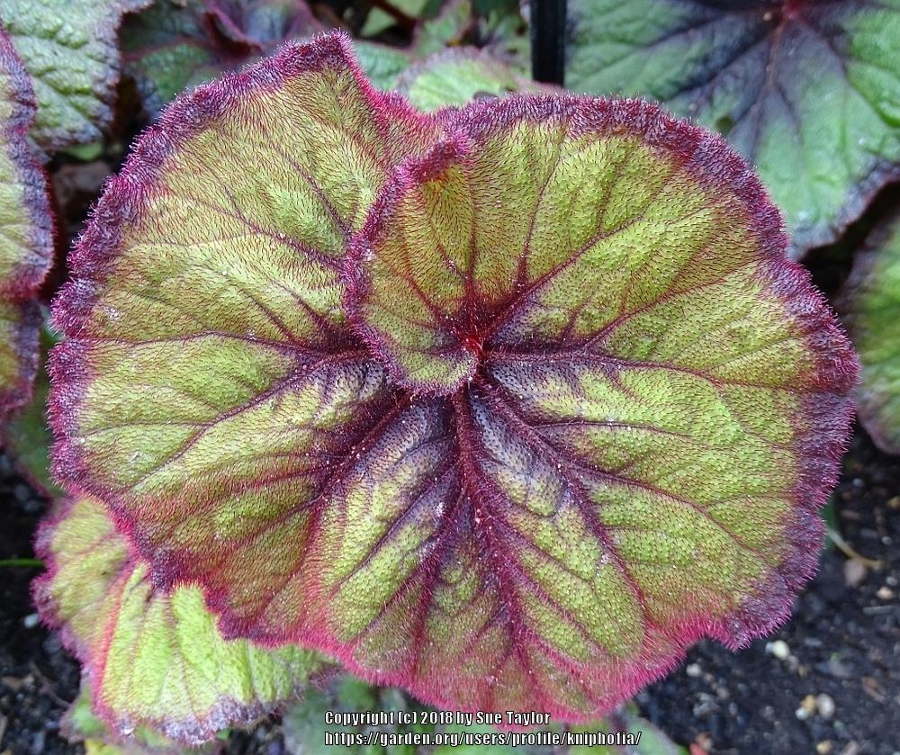 Rex Begonia (Begonia 'Fireflush') in the Begonias Database - Garden.org