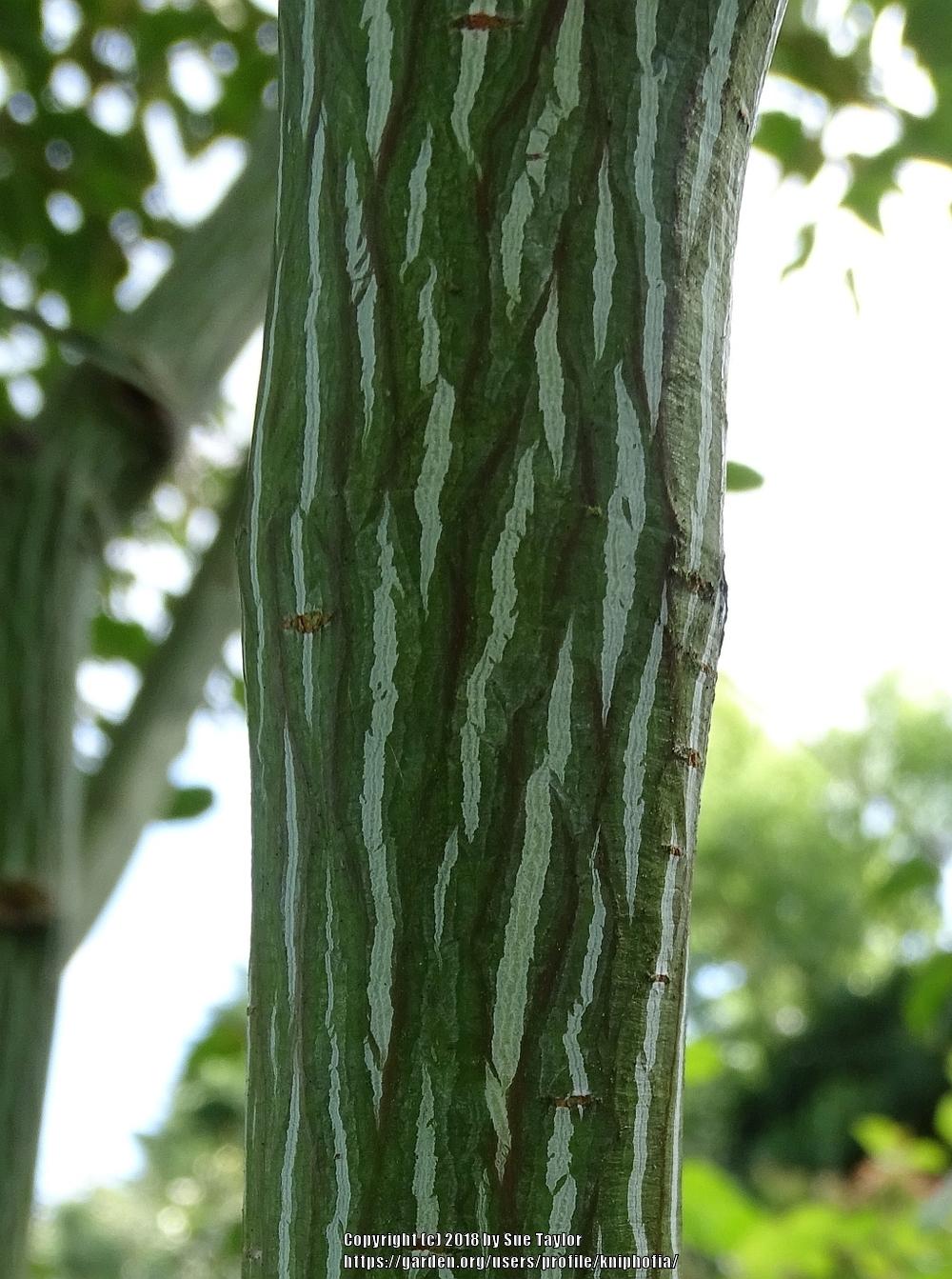 David's Maple (Acer davidii 'Serpentine') - Garden.org