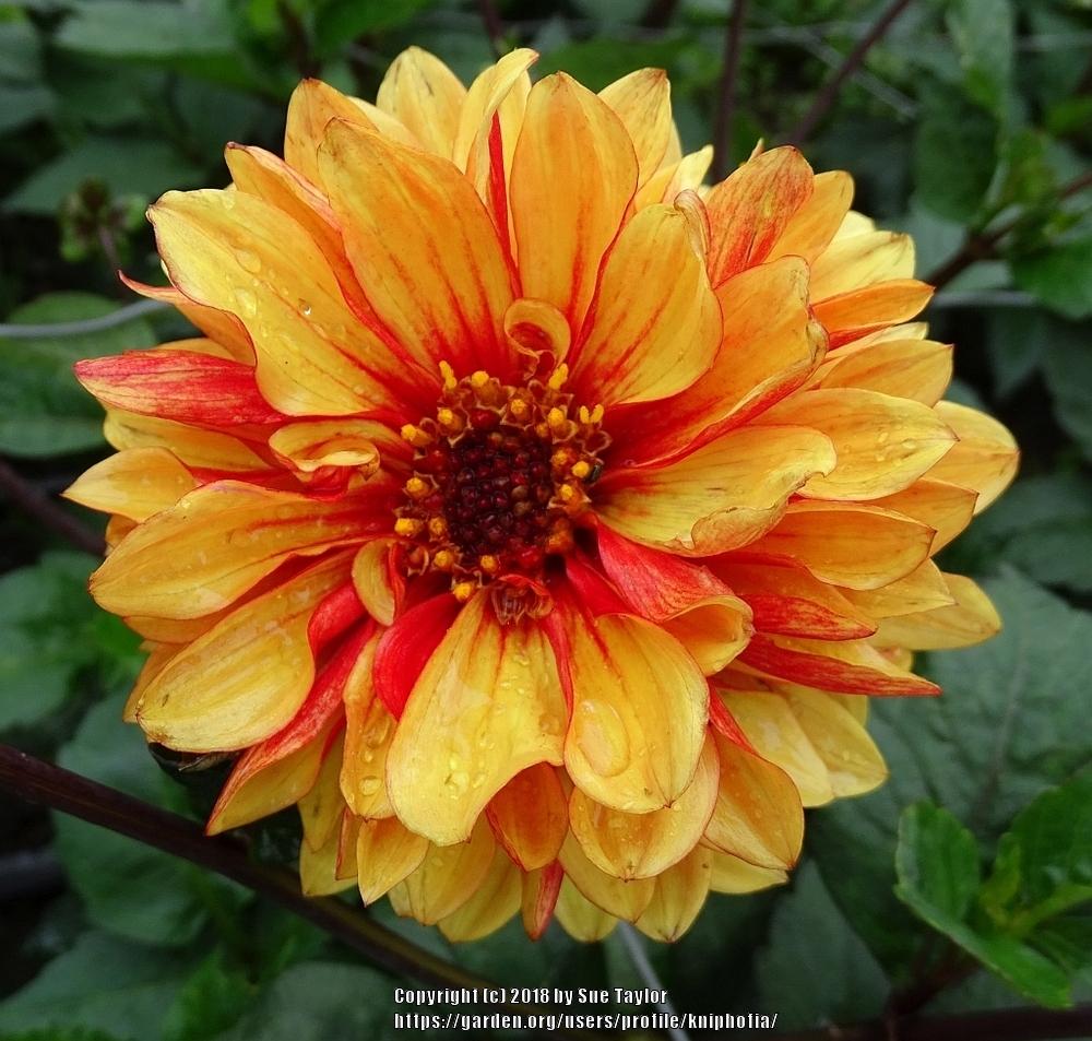 Dahlia 'Spanish Conquest' in the Dahlias Database - Garden.org