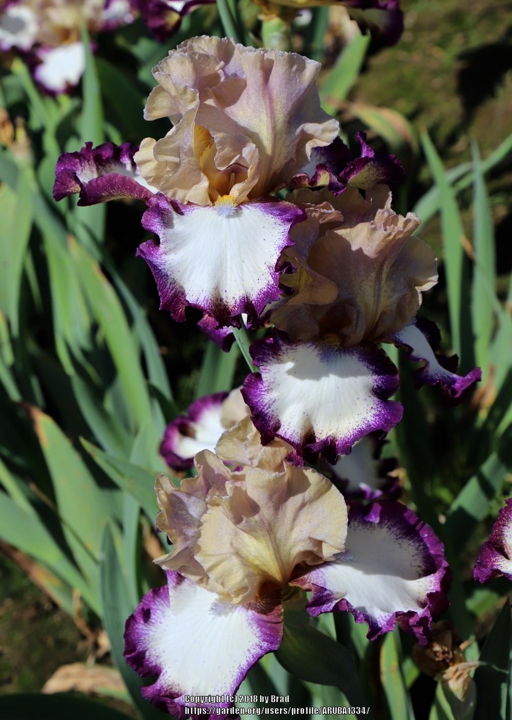 Tall Bearded Iris (Iris 'Mad Over You') in the Irises Database - Garden.org