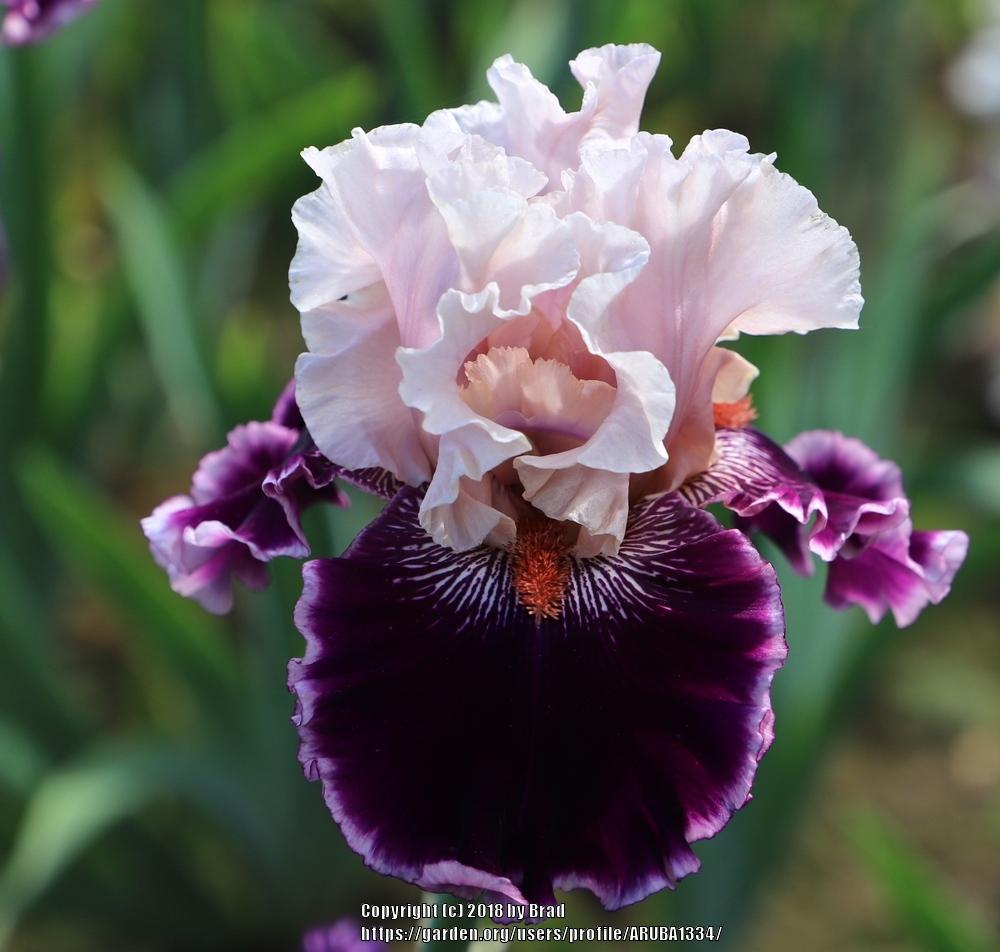 Tall Bearded Iris (Iris 'Countess') in the Irises Database - Garden.org