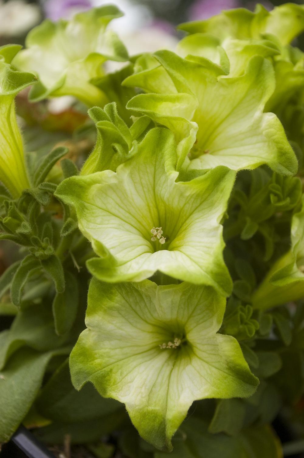 Petunias: Plant Care and Collection of Varieties - Garden.org