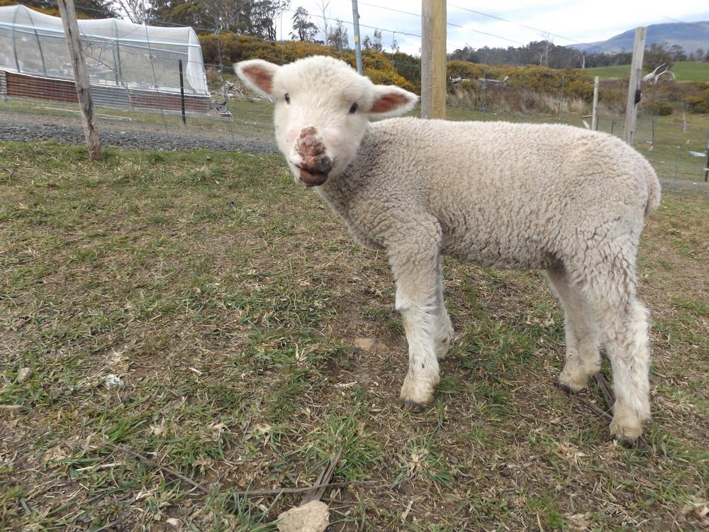 Sheep problems. in the Farming forum - Garden.org