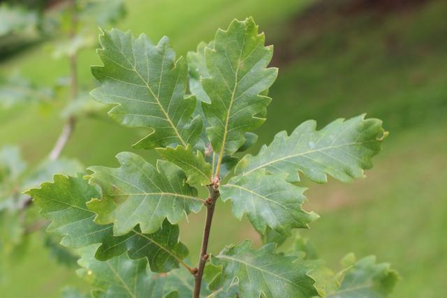 Oak (Quercus hartwissiana) - Garden.org
