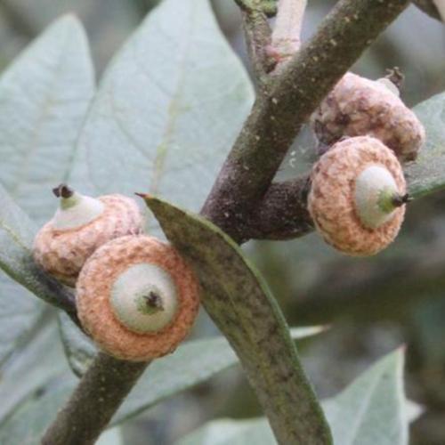 Silverleaf oak (Quercus hypoleucoides) - Garden.org
