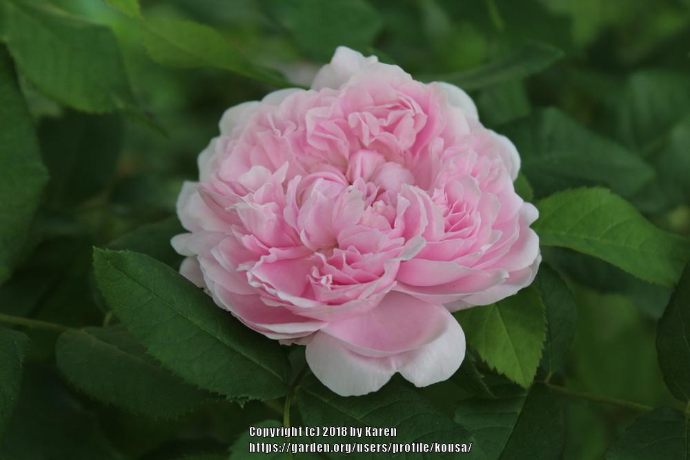 Rose (Rosa 'Marchesa Boccella') in the Roses Database - Garden.org