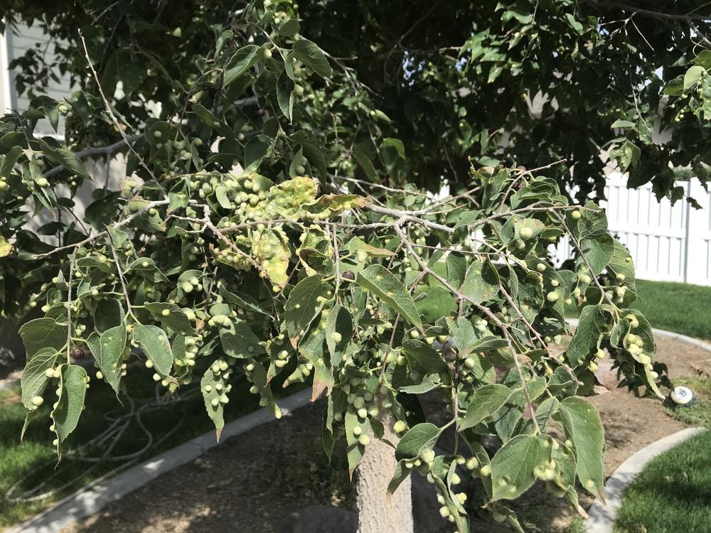 Sick Tree - Warts on Leaves in the Ask a Question forum - Garden.org