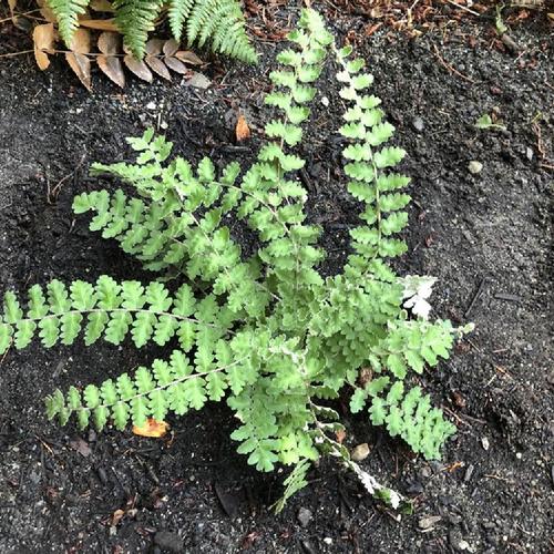 Wavy Cloak Fern (Astrolepis sinuata subsp. sinuata) - Garden.org