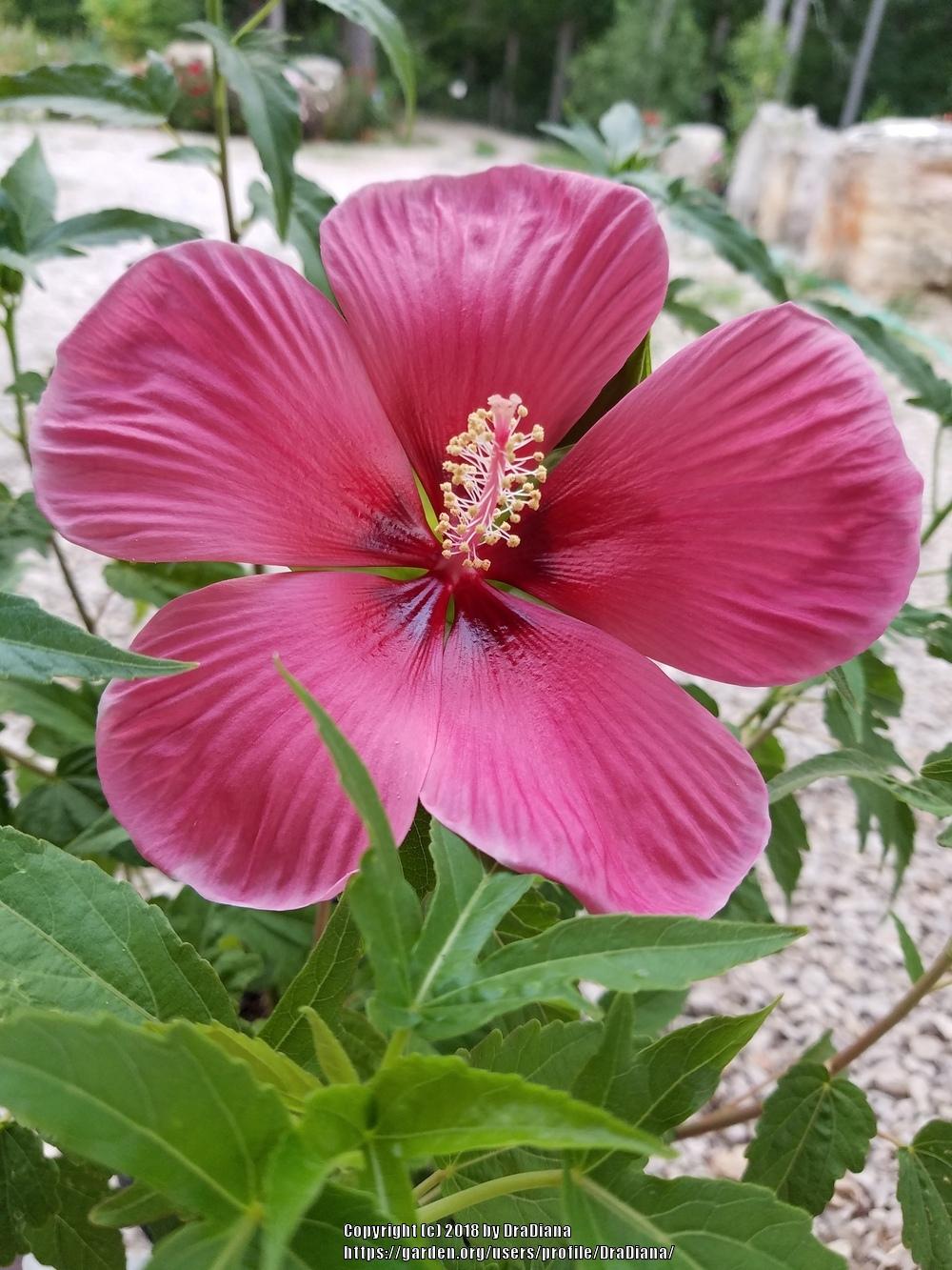 Hardy Hibiscuses: Plant Care and Collection of Varieties - Garden.org