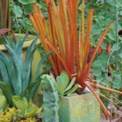 Bromeliad (Aechmea 'Red Candles') - Garden.org